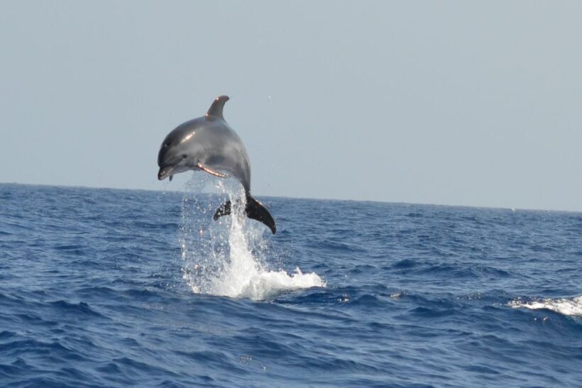 From Los Gigantes: Whale Watching Sailboat Cruise - The Sum Up