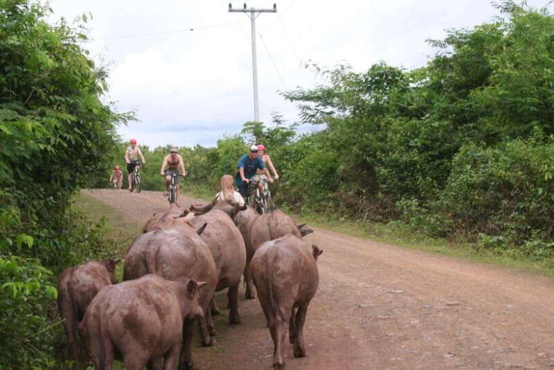 From Luang Prabang: Guided Mountain Bike Tour with Lunch - The Lunch Experience and Optional Extensions