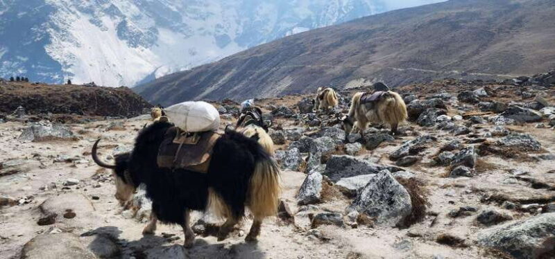 From Lukla: 18-Day Everest Base Camp and Gokyo Lakes Trek - Climbing Gokyo Ri: Panoramic Himalayan Vistas