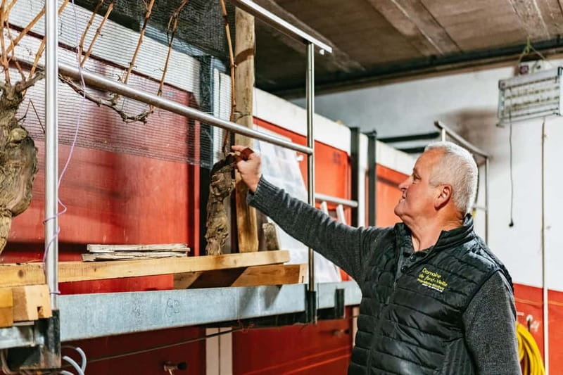 From Lyon: Golden Stones Beaujolais Wine Tasting Tour - Discovering Southern Beaujolais