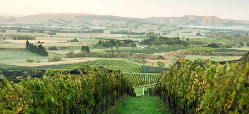 From Lyttelton: Private Wine Tour & Chefs Degustation - Is This Tour Worth the Price?