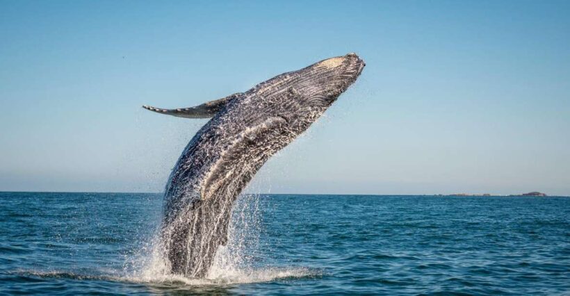 From Ma'alaea: Afternoon Whale Watch Tour Aboard the Malolo - Authenticity and Guest Feedback