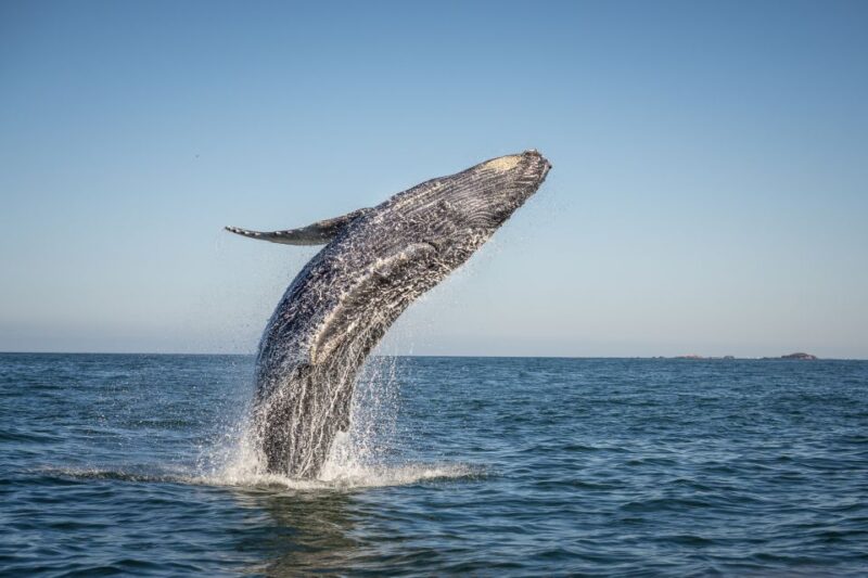 From Ma'alaea: Afternoon Whale Watch Tour Aboard the Malolo - Key Points