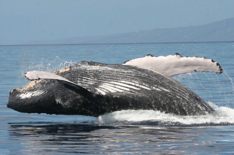 From Ma'alaea: Afternoon Whale Watch Tour Aboard the Malolo - FAQ