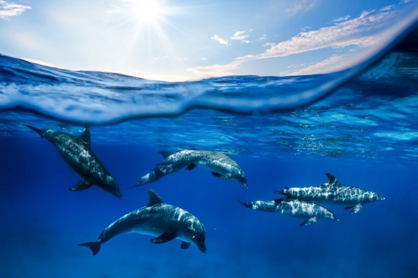 From Ma'alaea: AM Turtle Town Snorkel Aboard Quicksilver - Final Thoughts