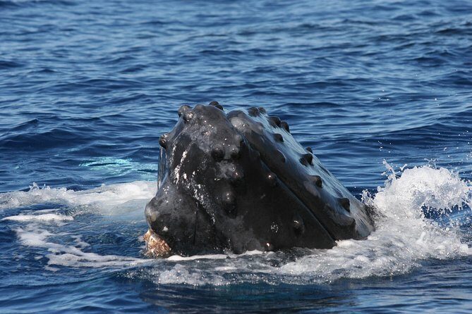 From Ma'alaea Harbor, Maui: Whale Watch Cruise Aboard Malolo - The Sum Up