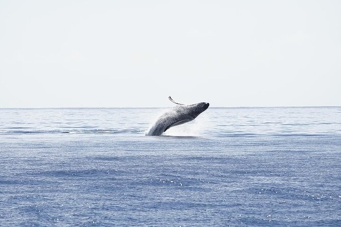From Ma'alaea Harbor: Sunset Whale Watch Tour Aboard the Malolo - Final Recommendation