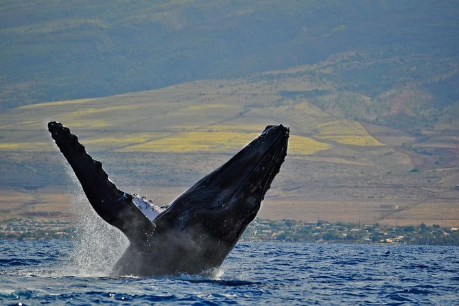 From Maalaea Harbor: Whale Watch Cruise Aboard the Malolo - The Cruise Experience