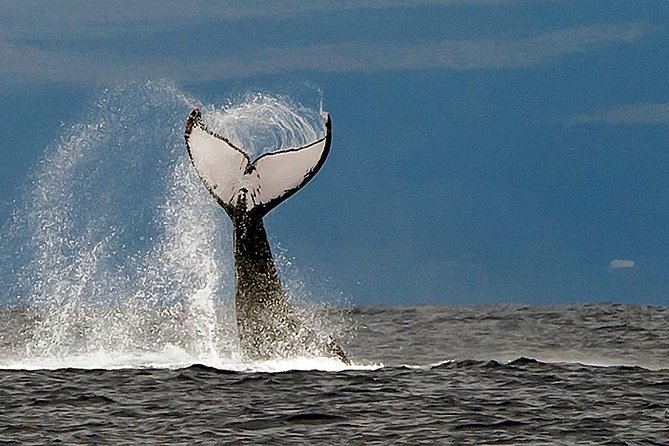 From Maalaea Harbor: Whale Watch Cruise Aboard the Malolo - Customer Feedback and Recommendations