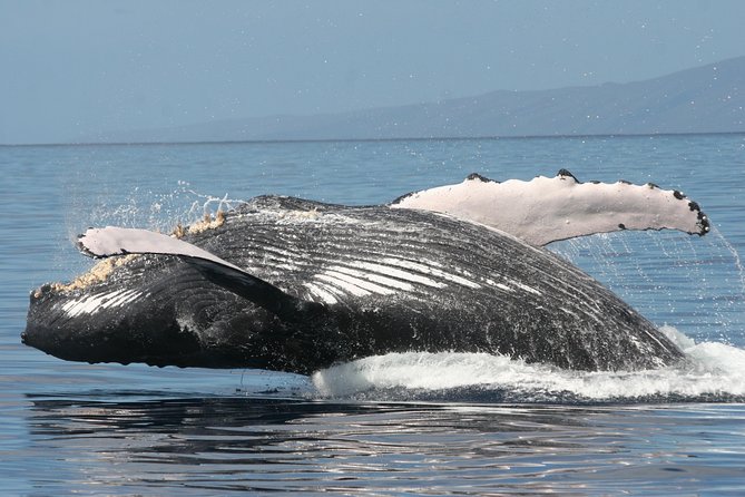 From Maalaea Harbor: Whale Watch Cruise Aboard the Malolo - Frequently Asked Questions