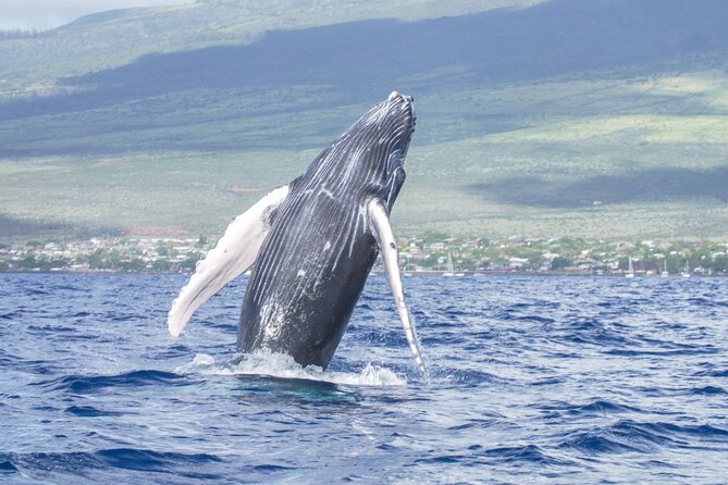 From Maalaea Harbor: Whale Watching Tours Aboard Winona Catamaran - Accessibility and Additional Information