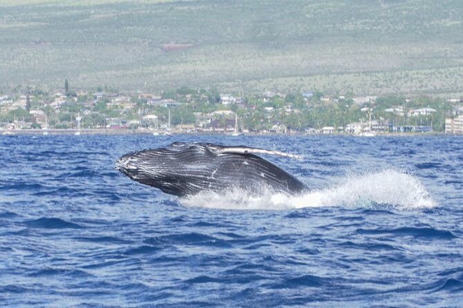 From Maalaea Harbor: Whale Watching Tours Aboard Winona Catamaran - Customer Ratings and Reviews