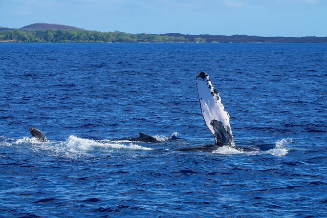 From Maalaea Harbor: Whale Watching Tours Aboard Winona Catamaran - Humpback Whale Sightings and Encounters