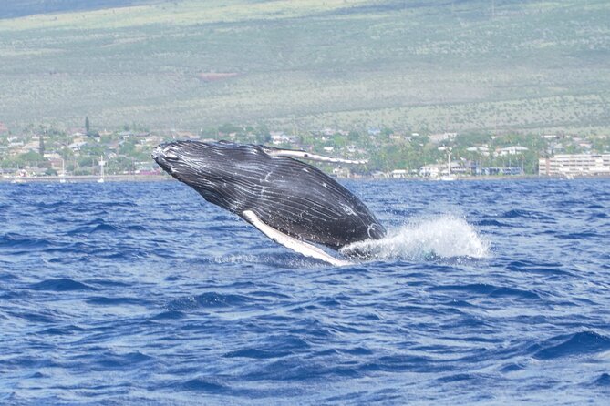 From Maalaea Harbor: Whale Watching Tours Aboard Winona Catamaran - Onboard Amenities and Features