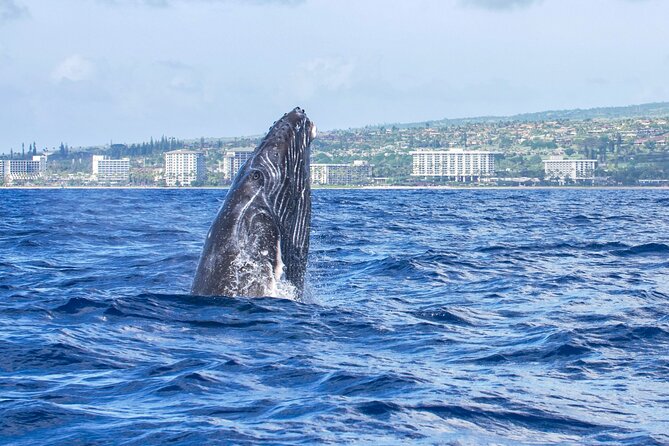 From Maalaea Harbor: Whale Watching Tours Aboard Winona Catamaran - Booking and Cancellation Policies
