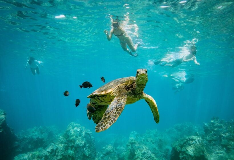 From Maalaea: Turtle Town 3-Hour Snorkel and Sail Adventure - Weather, Conditions, and Practical Tips