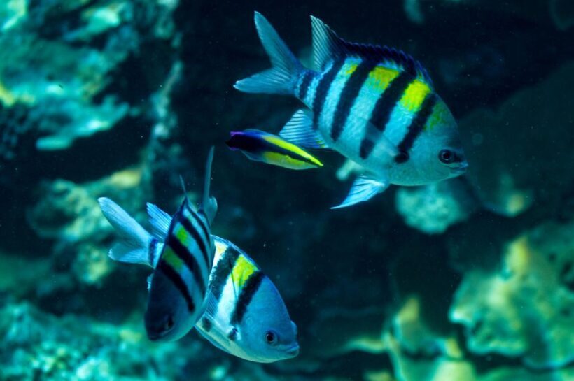 From Maalaea: Turtle Town 3-Hour Snorkel and Sail Adventure - The Sum Up: Is This Tour Right for You?