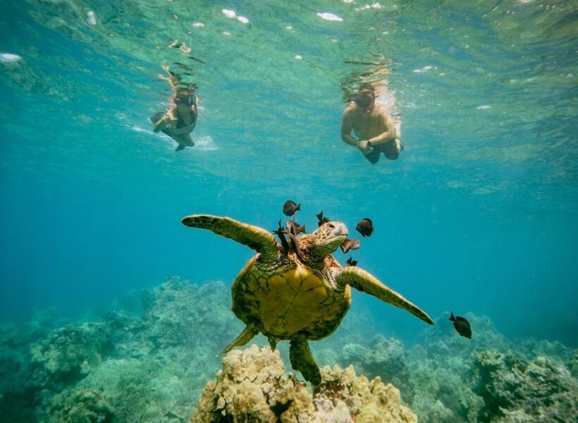 From Maalaea: Turtle Town 3-Hour Snorkel and Sail Adventure - FAQs