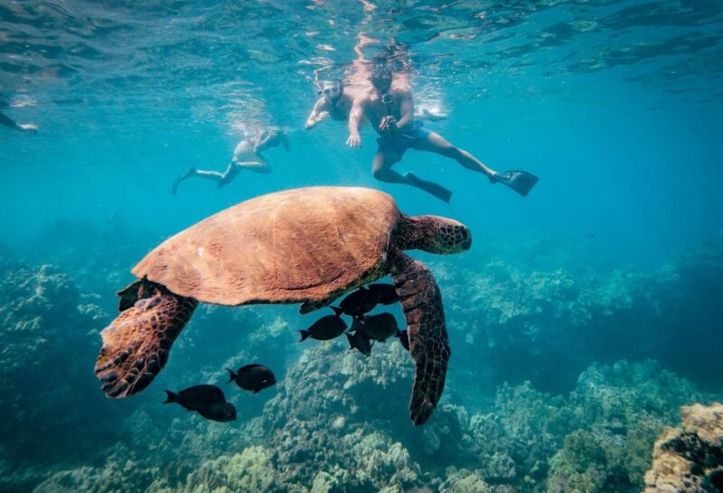 From Maalaea: Turtle Town 3-Hour Snorkel and Sail Adventure - Who Should Consider This Tour?