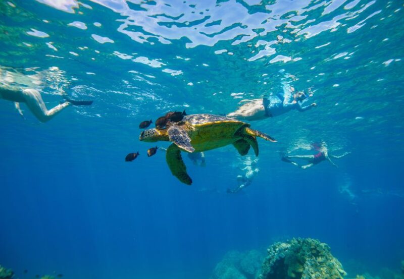 From Maalaea: Turtle Town 3-Hour Snorkel and Sail Adventure - The Sum Up