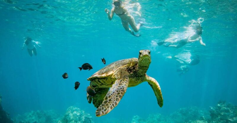 From Maalaea: Turtle Town 3-Hour Snorkel and Sail Adventure - FAQ