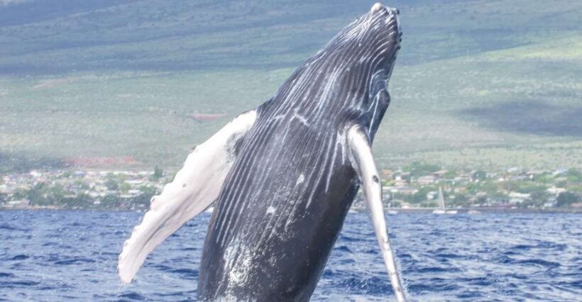 From Maalaea: Whale Watching Catamaran Cruise with Drinks - FAQs
