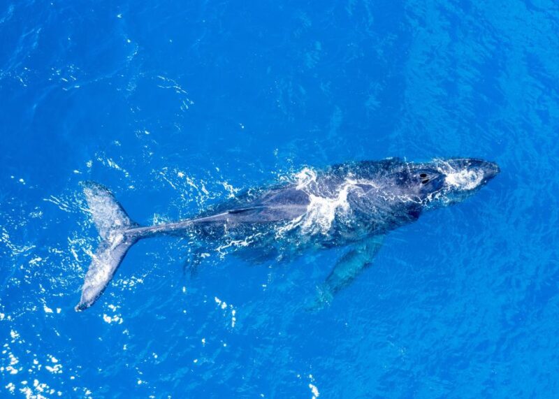 From Maalaea: Whale Watching Catamaran Cruise with Drinks - What Makes This Whale Watching Tour Stand Out