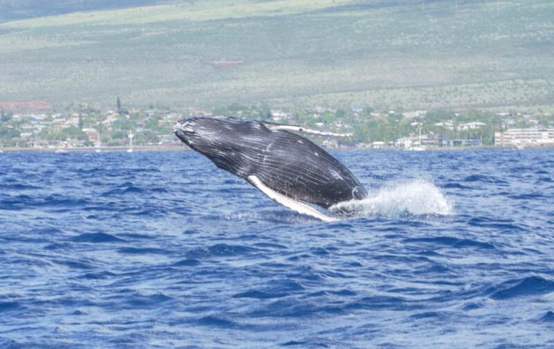 From Maalaea: Whale Watching Catamaran Cruise with Drinks - Price & Value: Is It Worth It?
