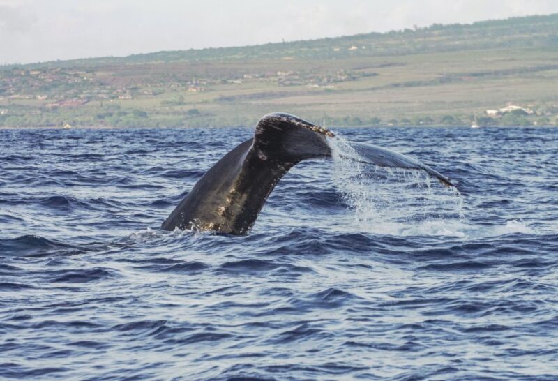 From Maalaea: Whale Watching Catamaran Cruise with Drinks - Practical Tips for a Smooth Trip