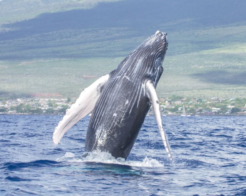 From Maalaea: Whale Watching Catamaran Cruise with Drinks - Final Thoughts: Is This Tour Right for You?