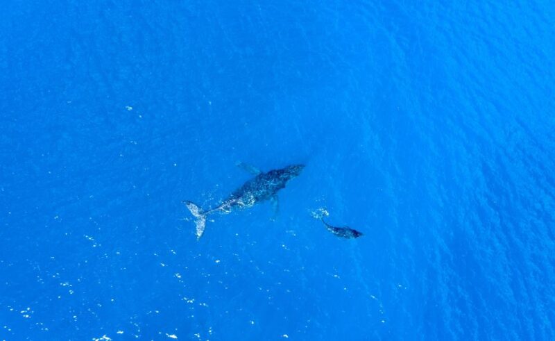 From Maalaea: Whale Watching Catamaran Cruise with Drinks - FAQs