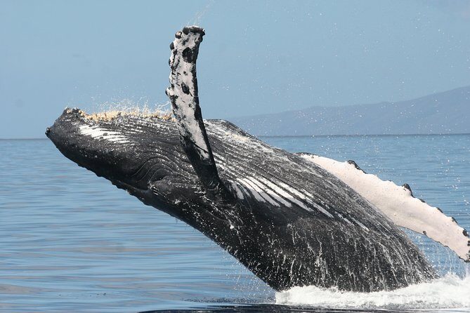 From Maalaea: Whale Watching Tour Aboard the Quicksilver - Who Will Enjoy This Tour Most?