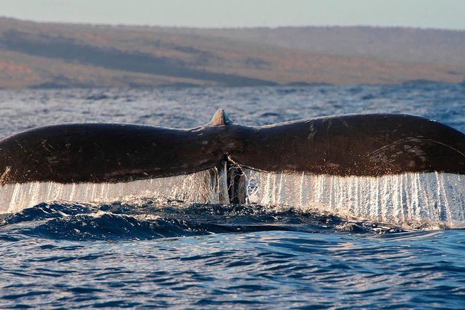From Maalaea: Whale Watching Tour Aboard the Quicksilver - FAQ