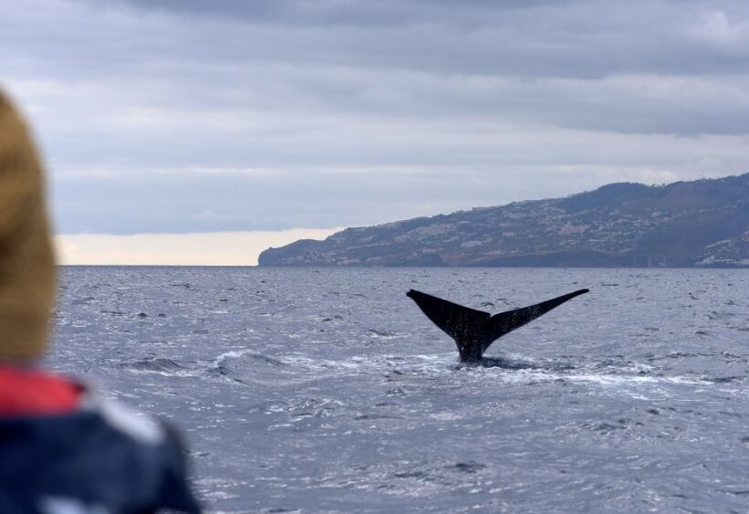 From Machico: Madeira Whale and Dolphin Watching Boat Tour - Introduction