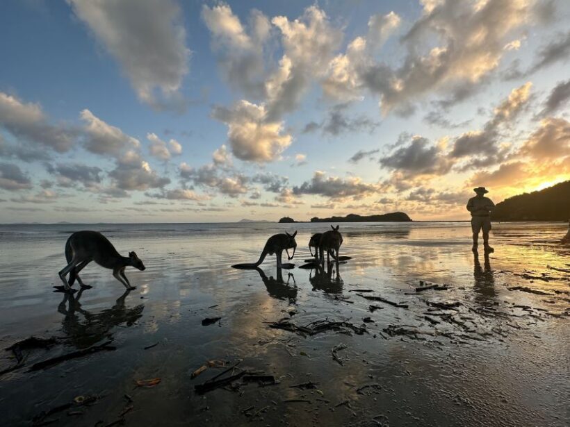 From Mackay: Wallabies on the Beach Sunrise Trip - The Experience in Detail