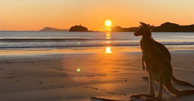 From Mackay: Wallabies on the Beach Sunrise Trip - The Setting & Environment