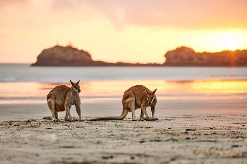 From Mackay: Wallabies on the Beach Sunrise Trip - Authenticity & Reviews