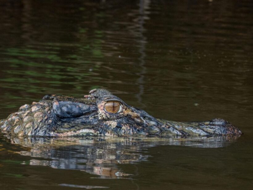 From Madre de Dios ||Night trekking in the Amazon jungle - Key Points