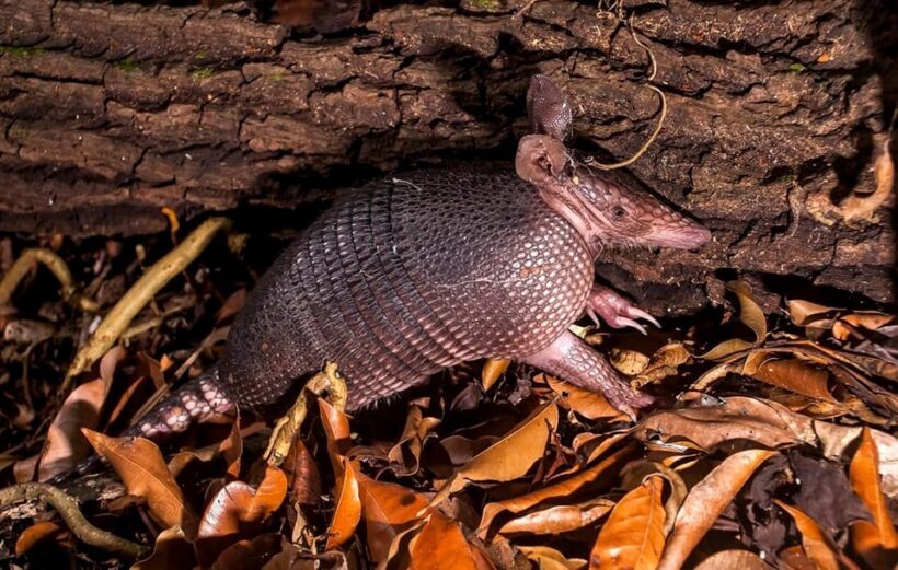 From Madre de Dios | Night walk in the Amazon Rainforest - Key Points
