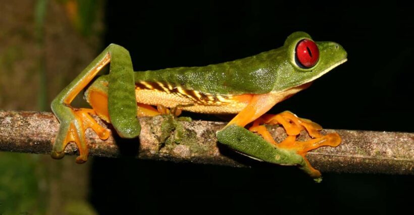 From Madre de Dios | Night walk in the Amazon Rainforest - What to Expect from the Night Walk Tour