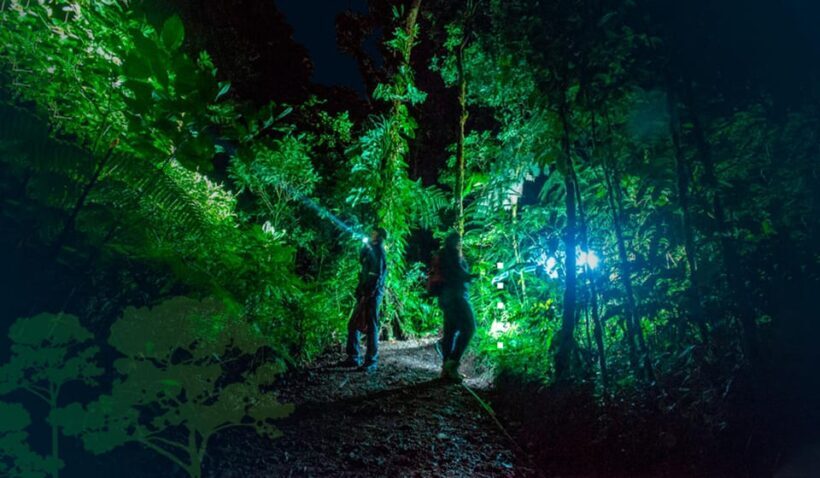 From Madre de Dios | Night walk in the Amazon Rainforest - Why This Tour Matters for Your Amazon Experience