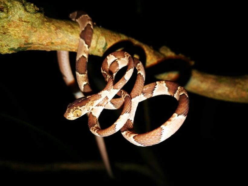 From Madre de Dios | Night walk in the Amazon Rainforest - Who This Tour Is Best For