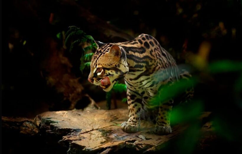 From Madre de Dios | Night walk in the Amazon Rainforest - Final Thoughts: Is It Worth It?