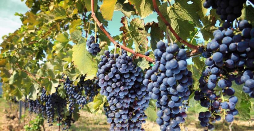 From Madrid: Alcalá de Henares, Winery Tour & Wine Tasting - The Winery — A Taste of Spain’s Winemaking Tradition