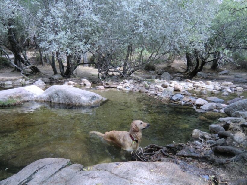From Madrid: Sierra de Guadarrama Hiking Day Trip - Who Will Love This Tour?