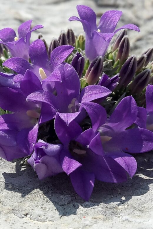From Makarska: Biokovo Nature Park Guided Tour with Skywalk - Who Should Consider This Tour