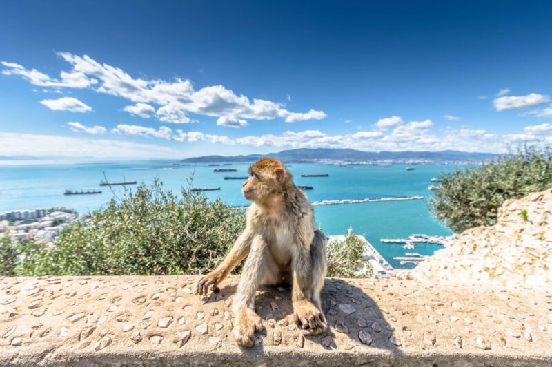 From Malaga and Costa del Sol: Gibraltar Sightseeing Tour - Value and Cost Analysis