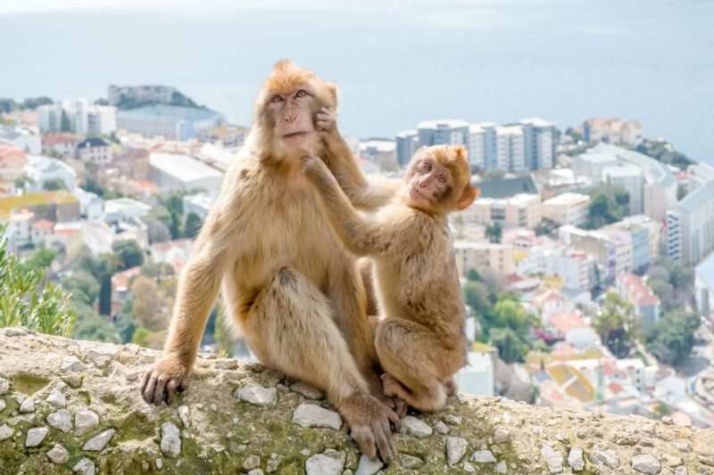 From Malaga and Costa del Sol: Gibraltar Sightseeing Tour - Practical Considerations and Tips