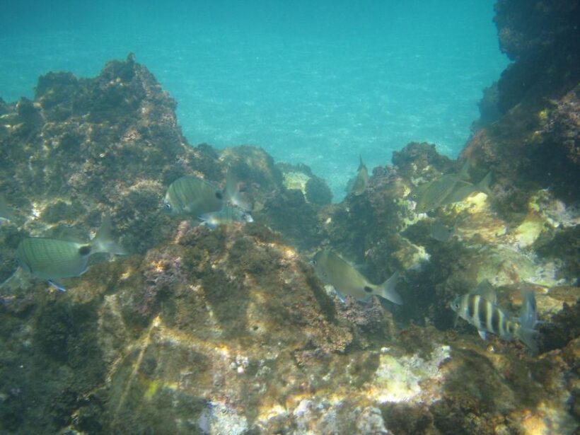 From Malaga: Cliffs of Maro Hike w/ Beach Visit & Snorkeling - FAQs