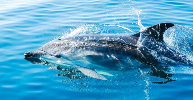 From Malaga: Day trip to Gibraltar and Dolphin Boat Tour - Value and Practical Insights